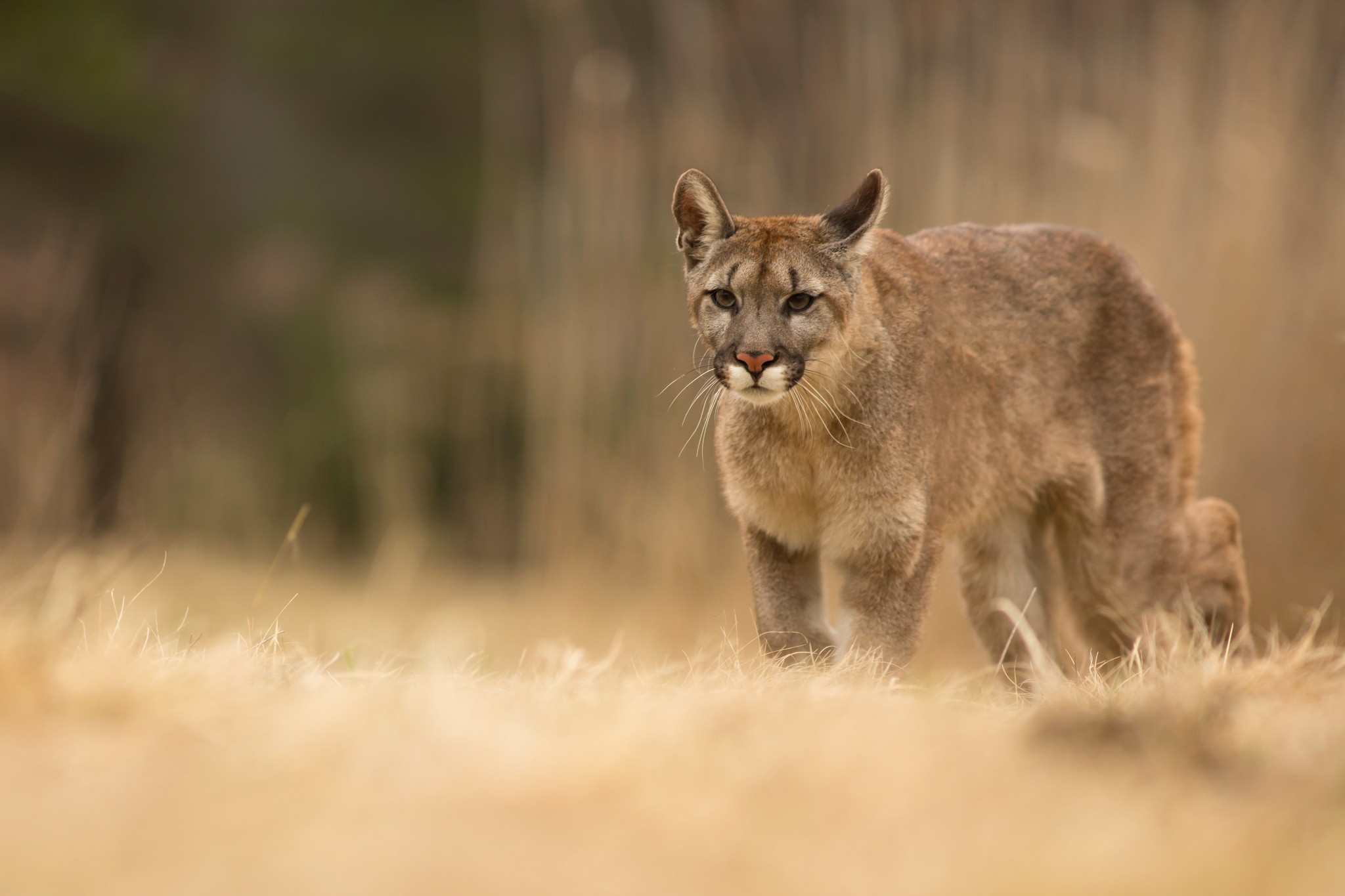 ¿Qué hacer si te encuentras con pumas en el parque? - Outlife