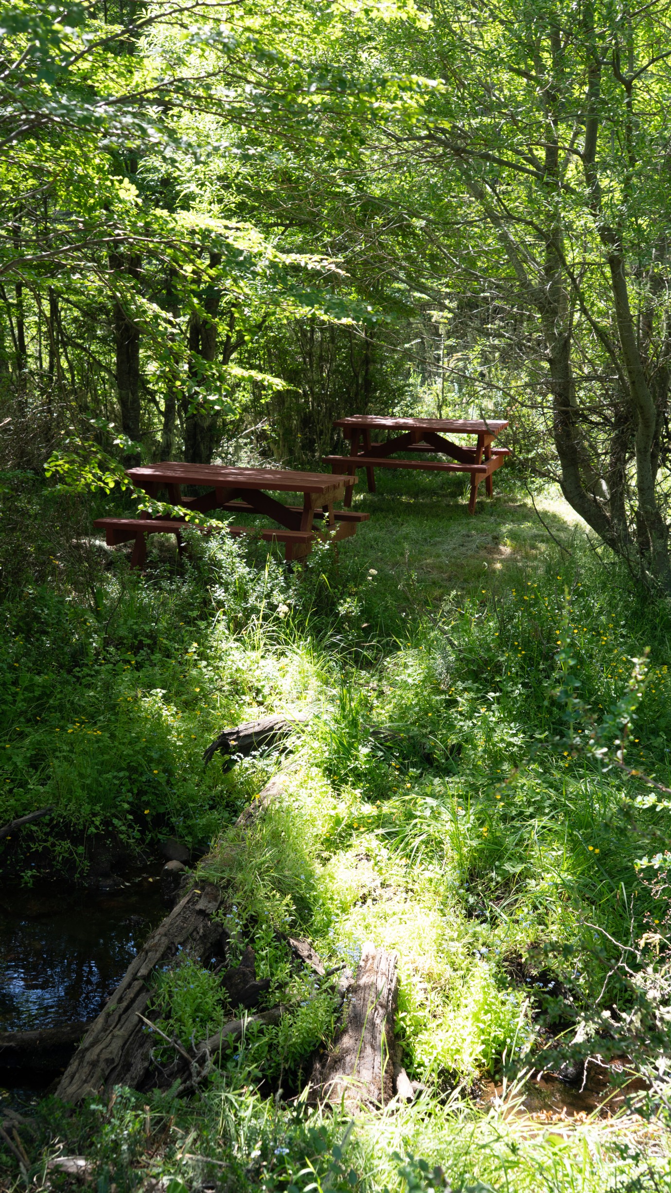 Parque CMPC El Cóndor